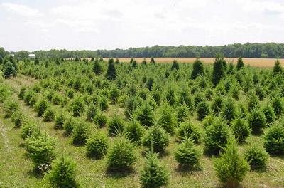 Delaware Christmas Tree Growers Association - Evergreen Farms